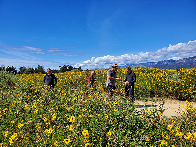 Wildflower season transforms hillsides into nature's confetti. These hikers know the secret—Carpinteria's beauty isn't just at the beach, it's in every direction.
