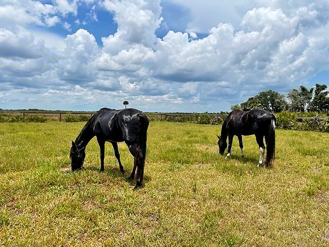 These majestic creatures know something we don't: the prairie offers freedom that no luxury resort can match.