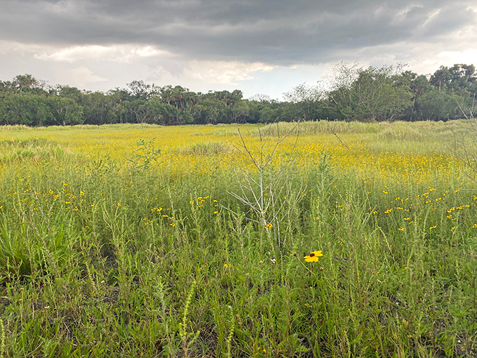 Florida's secret prairie bursts with wildflowers after a rain. Who needs the Great Plains when this Sunshine State savanna puts on such a show?