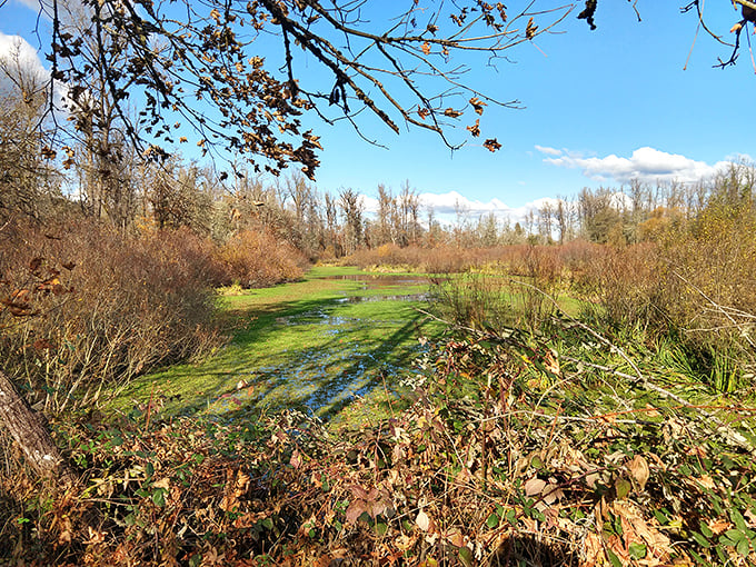 Nature doesn't charge admission at North Regional Park. Wetlands teeming with life remind us that the best entertainment sometimes comes without a screen.