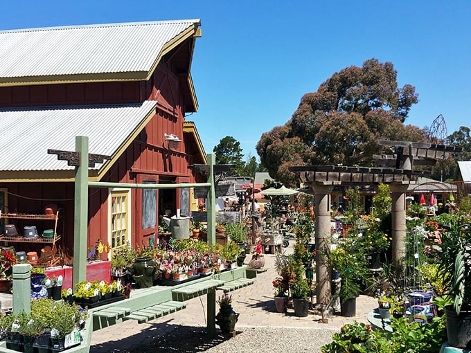 The nursery isn't just selling plants; it's offering little pieces of the California dream, potted and ready for adoption.