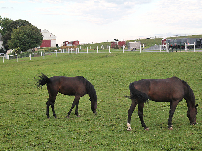 These horses aren't just for show – they're working animals integral to the Amish way of life, powerful yet gentle creatures.