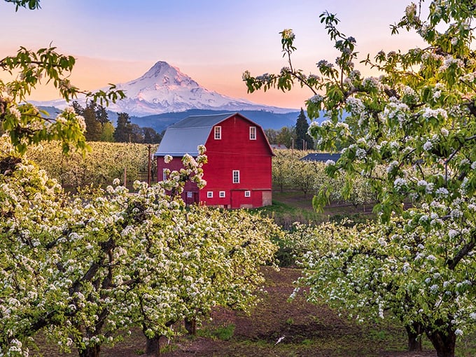These pear orchards produce fruit so perfect, even your pickiest dinner guest would approve without hesitation.