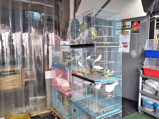 Feathered friends in rainbow hues await new homes, chirping deals better than any car salesman ever could.