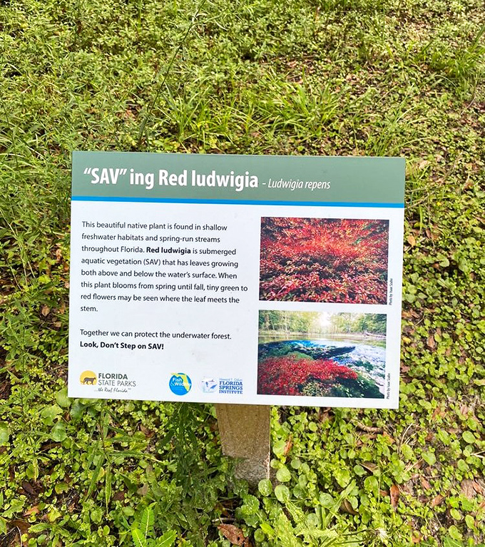 Conservation education done right. This sign reminds us that the underwater gardens need protection too—nature's delicate balance explained in roadside reading.
