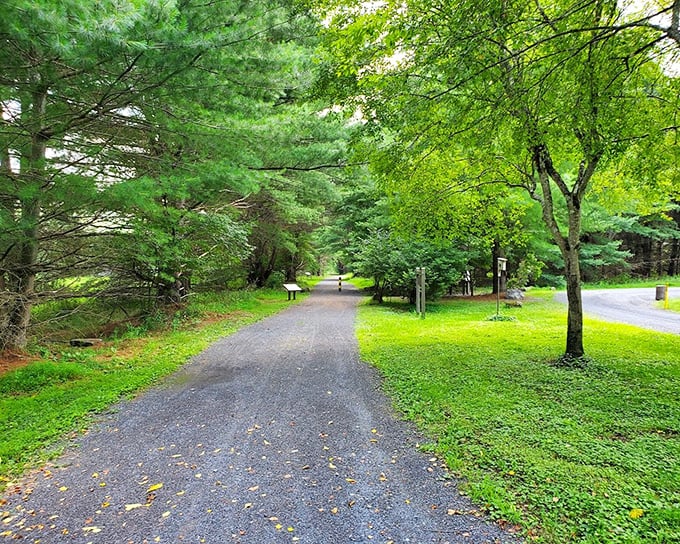 Winding paths beneath towering pines invite exploration, where each turn promises a new discovery in this verdant sanctuary.