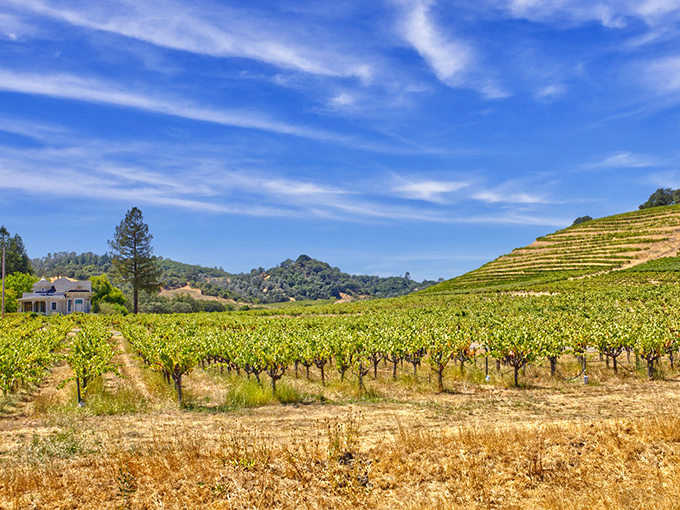 Wine country without the attitude – Cloverdale's surrounding vineyards offer world-class views that don't require a platinum credit card to enjoy.