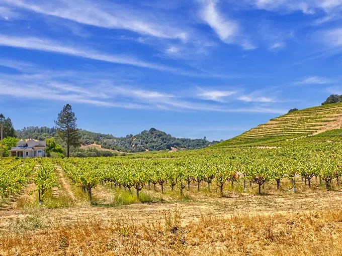 Wine country without the attitude – Cloverdale's surrounding vineyards offer world-class views that don't require a platinum credit card to enjoy.