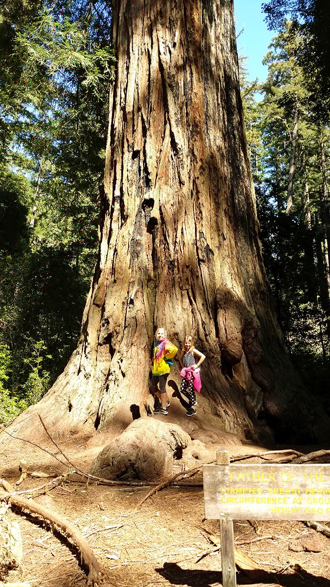 Standing beside a redwood trunk makes even adults feel child-sized again. These living monuments have witnessed centuries of history while we're still trying to remember passwords.