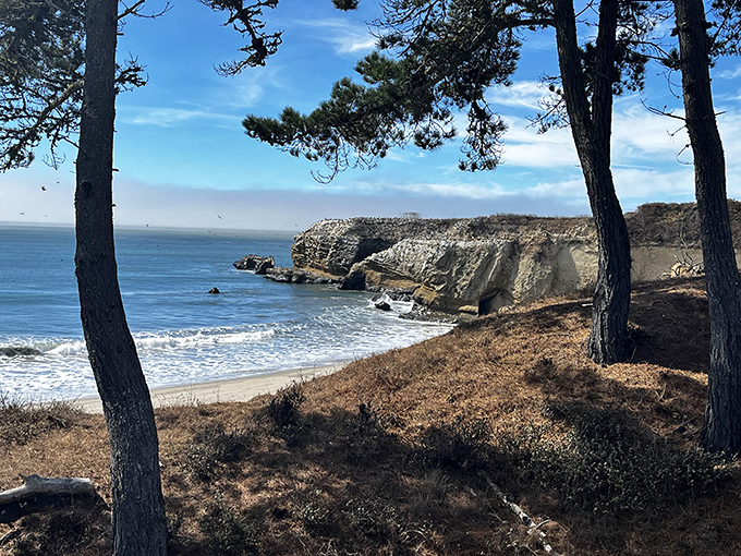 Framed by ancient pines, this coastal vista looks like California's audition tape for heaven—and it definitely got the part.
