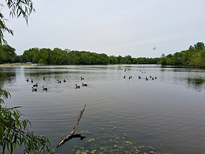 The local waterfowl welcoming committee holds their morning meeting. No agenda required, just peaceful floating.