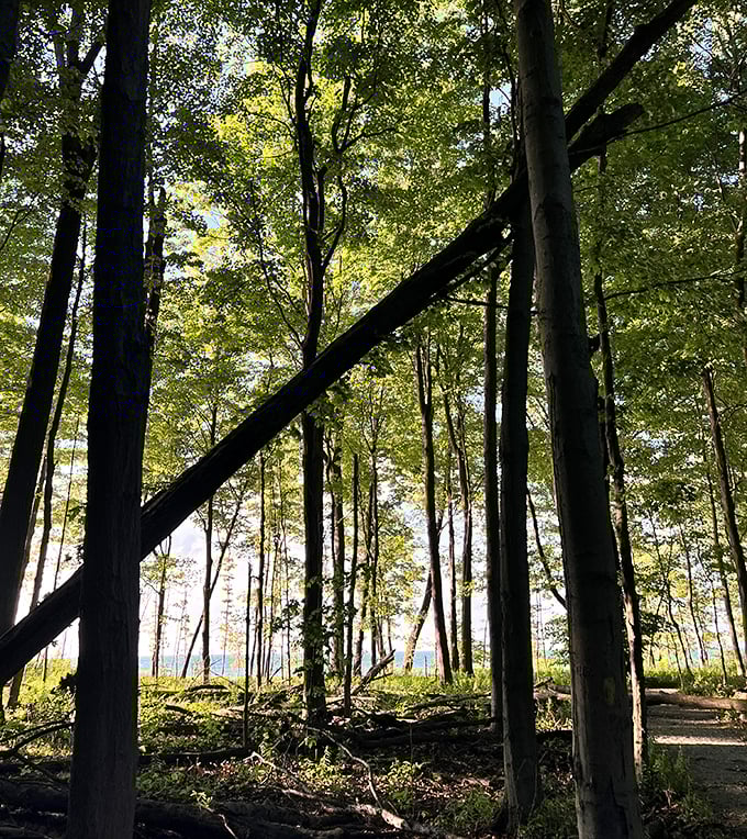 Sunlight plays hide-and-seek through towering sentinels that have witnessed decades of quiet Pennsylvania mornings. Cathedral-like, wouldn't you say?