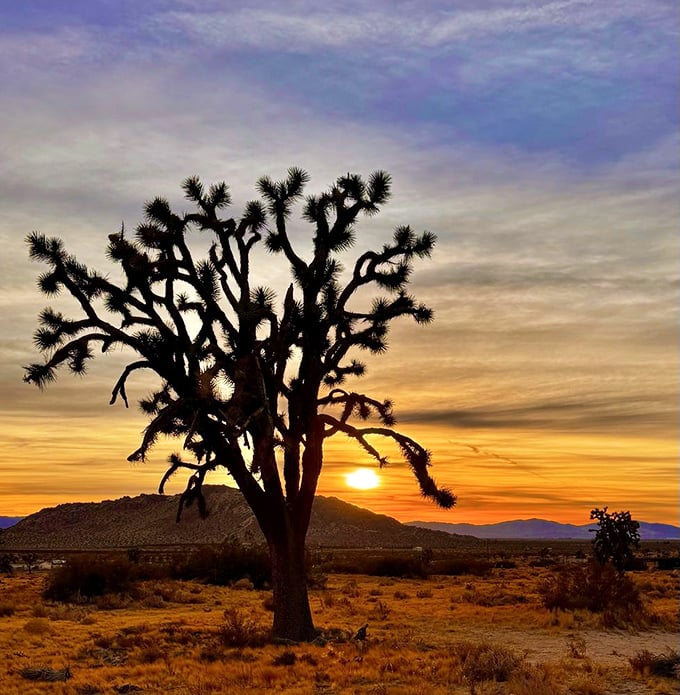 Mother Nature's own sculpture garden at sunset—this Joshua tree looks like it's auditioning for a starring role in a desert symphony.