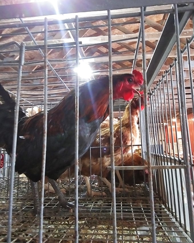 Farm-to-market reality check! This rooster isn't just decorative—he's a reminder that Rogers connects rural traditions with modern bargain hunters.