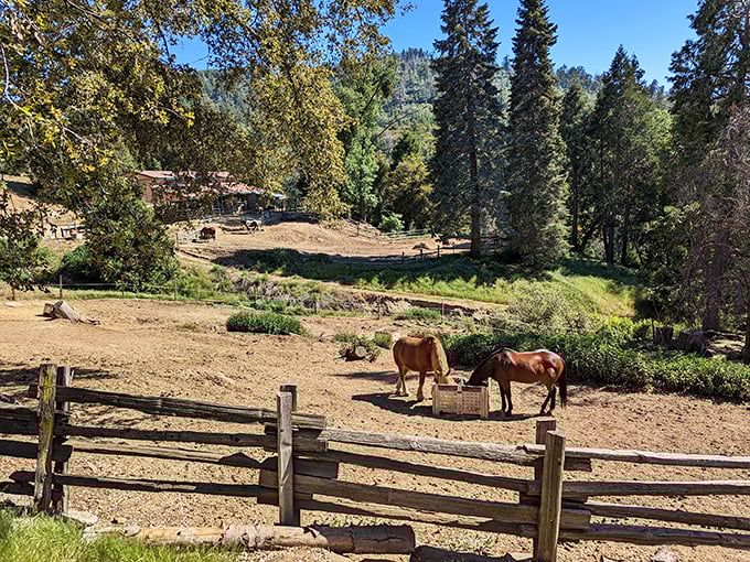 Rural tranquility just hours from LA's chaos. These horses don't check email, and frankly, they're better for it.