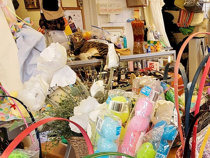 Seasonal decorations and a shop cat? This thrift store understands that treasure hunting requires both ambiance and feline supervision.