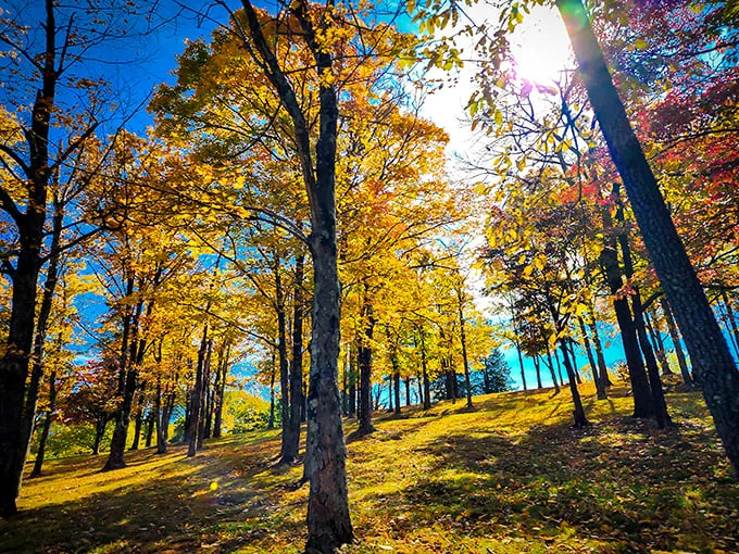 Fall fashion at its finest! Mother Nature's annual color show turns ordinary trees into a masterpiece that makes New England leaf-peepers consider relocating to Illinois.