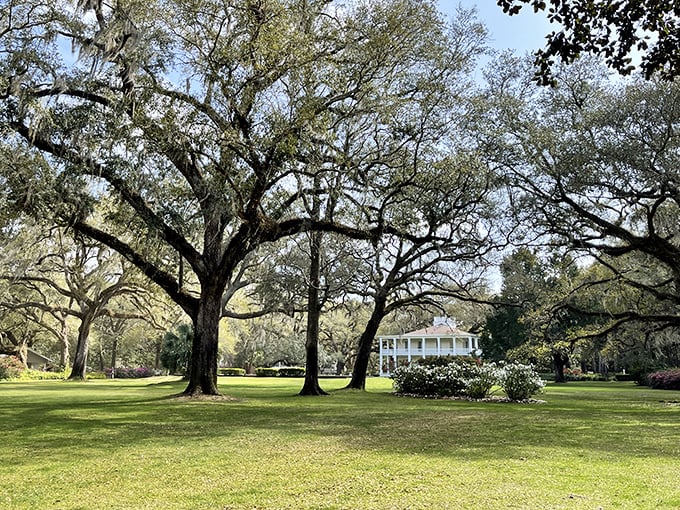 These oaks have been holding court longer than most Florida politicians – and with better shade policies too.
