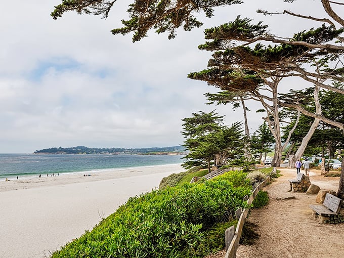 Cypress trees stand guard over this dog paradise. Nature framed this beach perfectly – no Instagram filter needed here!