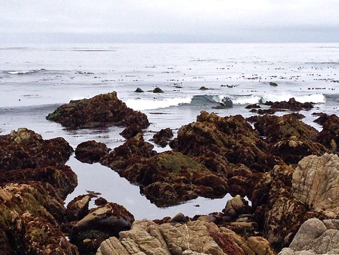 Nature's own little aquariums, where each rocky pool contains miniature underwater worlds just waiting for curious explorers.
