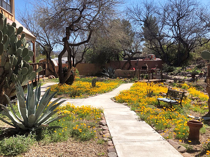 Tubac's lush gardens burst with desert wildflowers, creating a colorful oasis where native plants thrive in artistic harmony.