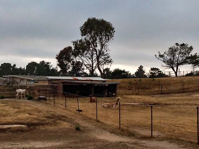Rural charm just minutes from the surf—these coastal farmlands prove Montara isn't just about ocean views, it's about preserving a simpler way of life.