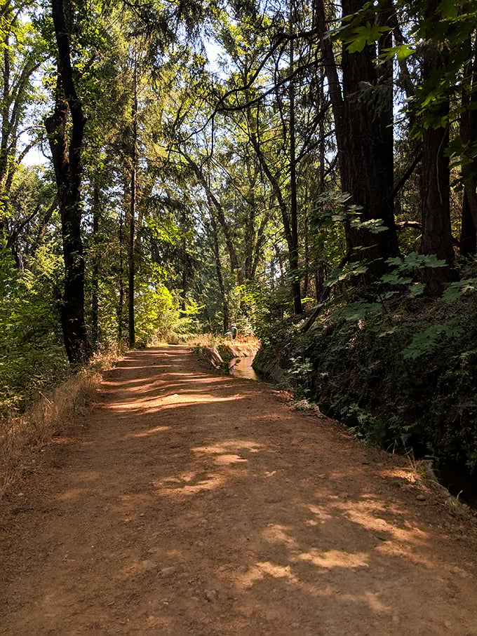 Bear Yuba Land Trust trails offer the kind of peaceful forest bathing experience that makes smartphone notifications seem utterly ridiculous.
