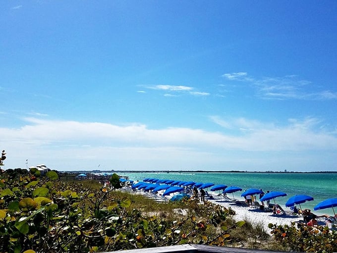 Honeymoon Island's beaches offer that rare combination – pristine white sand, crystal waters, and somehow, miraculously, enough blue umbrellas for everyone.