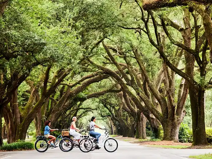 South Carolina's version of the Tour de France involves magnificent oak canopies, leisurely pace, and absolutely zero mountain stages.