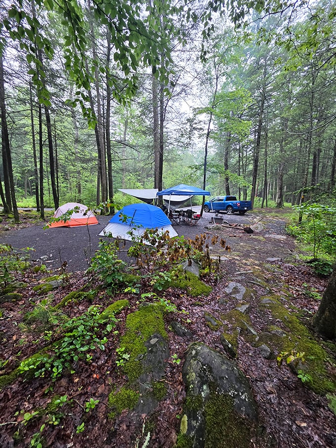 Camping at Reeds Gap: where your morning coffee comes with a side of birdsong and dappled sunlight through the trees.