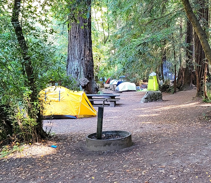 Camping among the redwoods—where your tent looks like a colorful mushroom sprouting beneath trees older than most countries' constitutions.