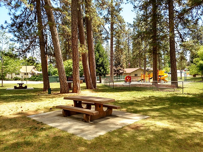 Condon Park's towering pines create nature's cathedral ceiling, where picnic tables invite leisurely lunches without the crowds of Yosemite or the prices of Napa.