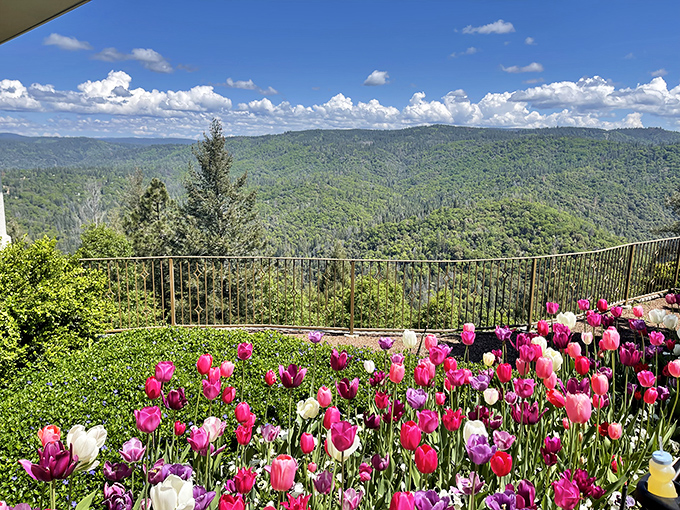 Spring explodes in technicolor glory at Crystal Hermitage Gardens, where tulips compete with the valley views for most breathtaking backdrop.