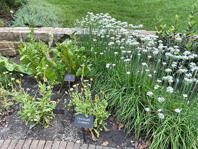 The Culinary Garden proves beauty and utility are perfect companions. These chives bloom with delicate purple flowers while waiting to elevate your next omelet.