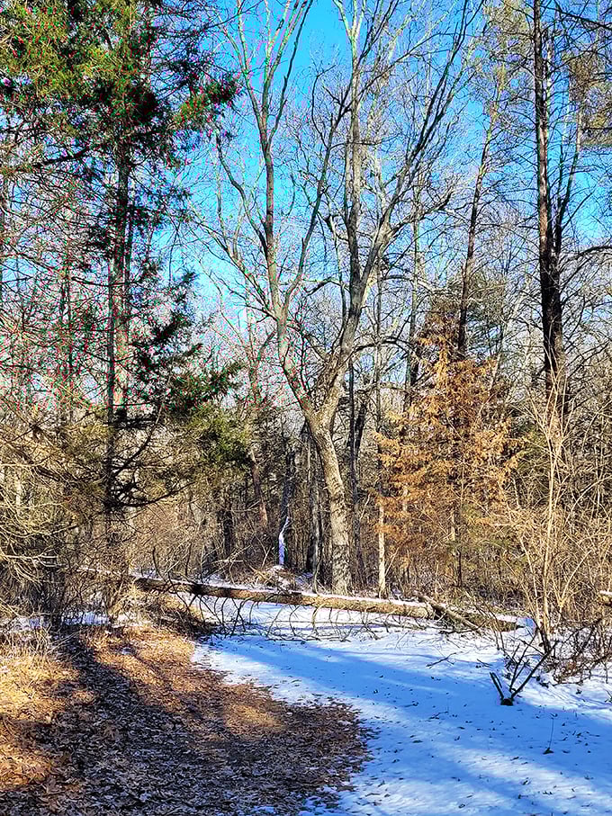 Winter's quiet magic transforms familiar paths into something from Narnia—minus the talking lion, but equally enchanting.