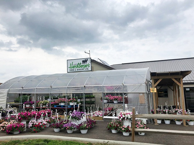 Hershberger's Farm & Bakery isn't just a greenhouse—it's a riot of color where petunias practically shout "take me home!" to passing shoppers.