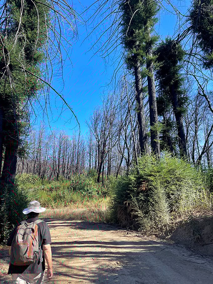 The aftermath of wildfire reveals nature's resilience. New growth emerges among charred trunks, a reminder that even forests understand the concept of reinvention.