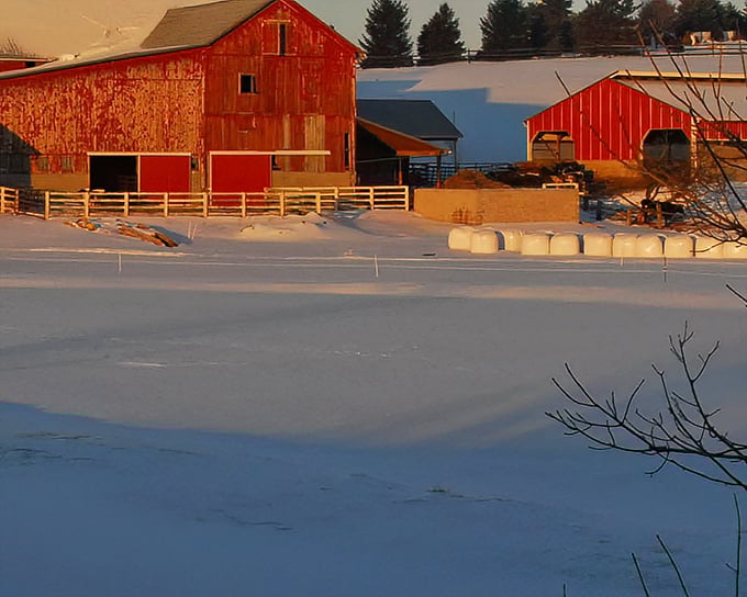 Even the buffalo seem to appreciate the view in Amish Country, where the pace of life moves at the speed of contentment.