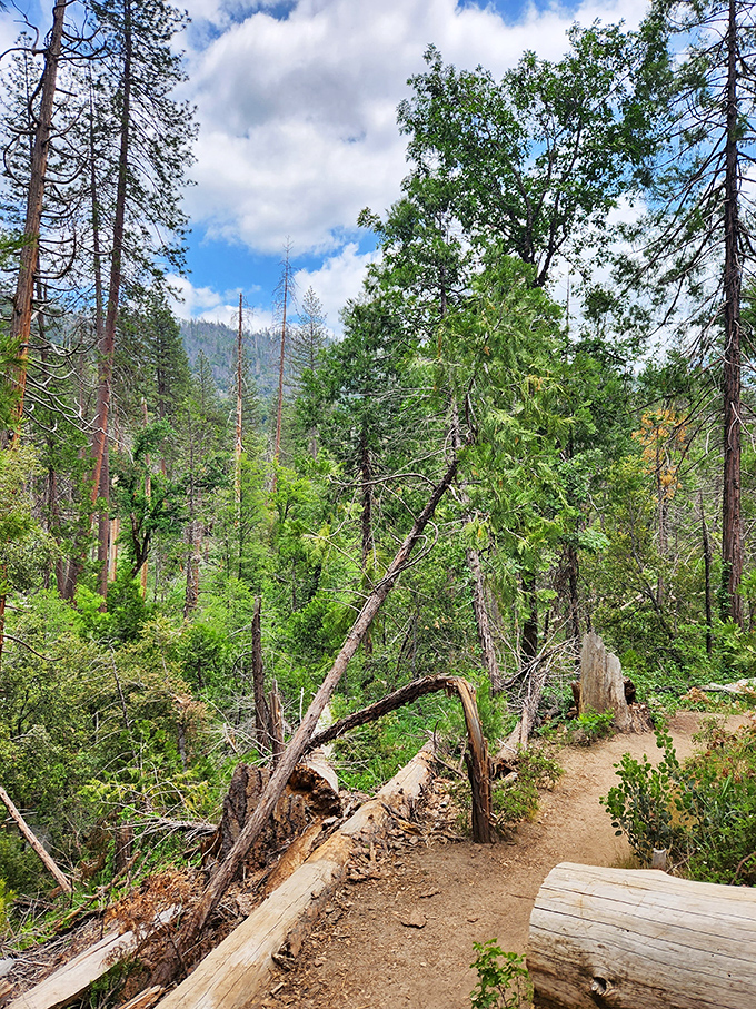 The forest doesn't charge admission for its greatest attractions – trails like this one offer million-dollar views on a ramen budget. 