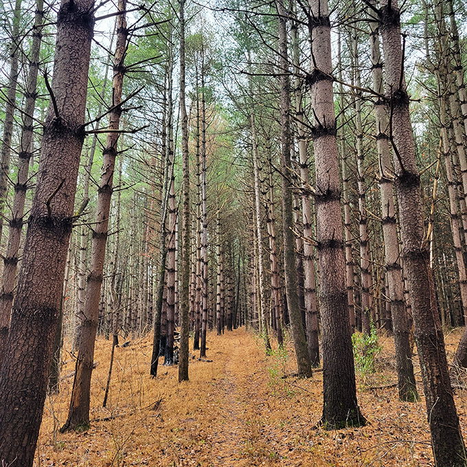 These towering pines stand like nature's cathedral columns, creating a hushed sanctuary where even your loudest thoughts quiet down.