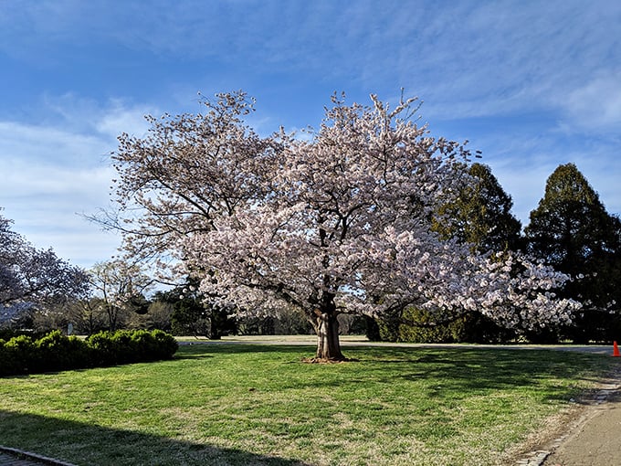 Spring's cherry blossoms transform Maymont Gardens into nature's own confetti celebration. This single tree creates a perfect moment of zen amid Richmond's urban rhythm.