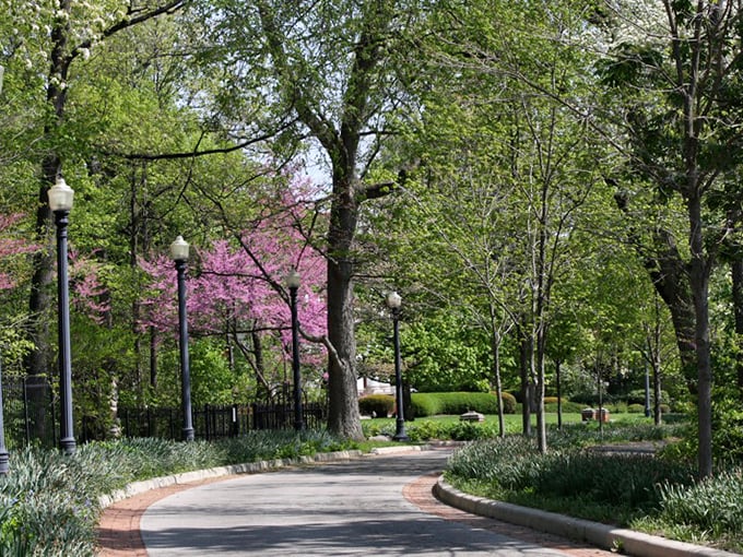 Minnetrista Boulevard in spring is nature's way of showing off—those redbud trees are basically the botanical equivalent of a peacock's display.