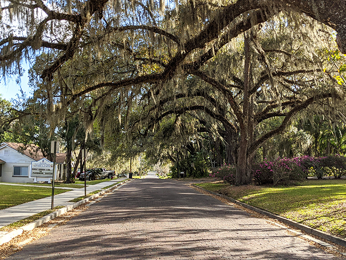 Spanish moss drapes these oak-canopied streets like nature's bunting, creating tunnels of shade perfect for afternoon strolls.