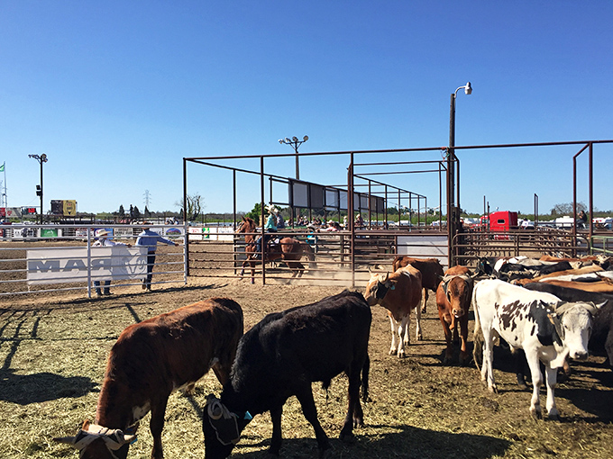 At Oakdale's rodeo grounds, cattle don't just graze—they're part of a living tradition that earned this town its "Cowboy Capital" nickname.