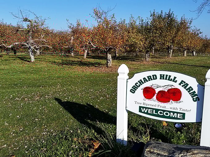 At Orchard Hill Farms, apple-picking isn't just an activity—it's practically a competitive sport for families in fall. Tree-ripened fruit with taste!
