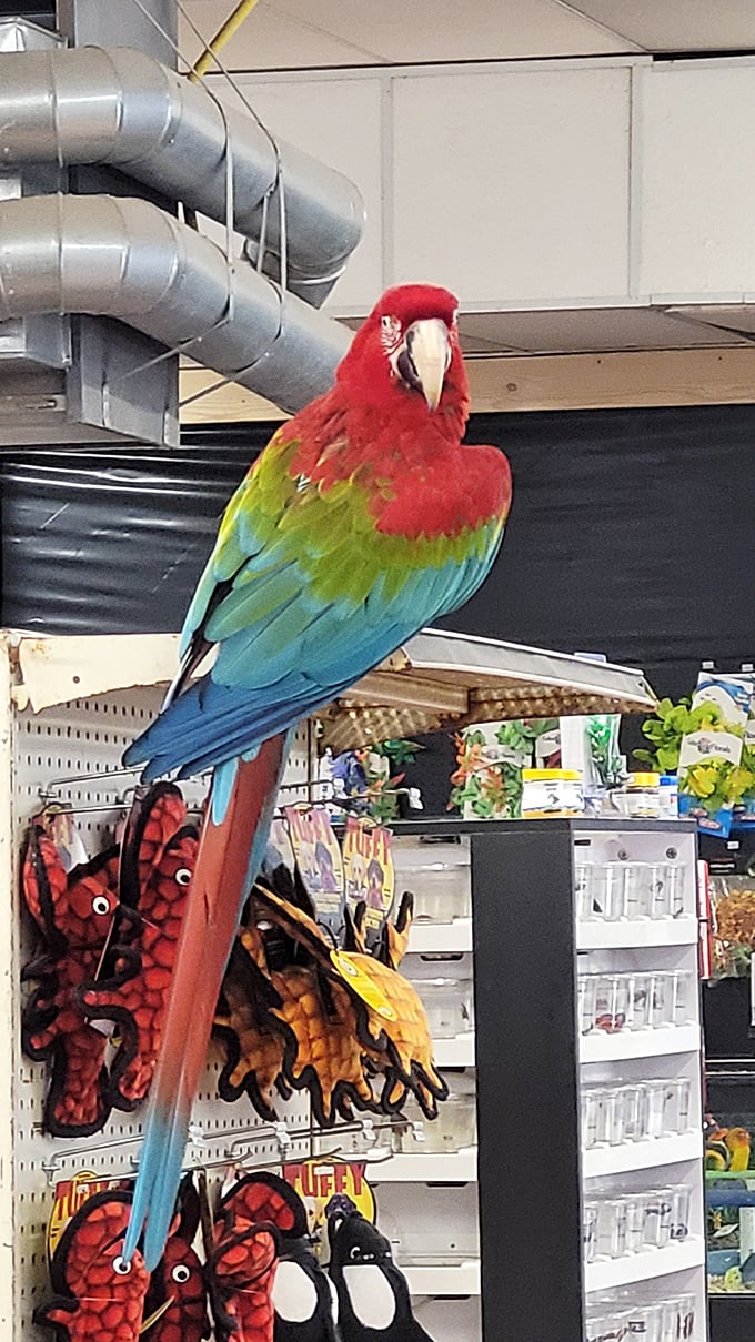 This tropical friend watches over shoppers like a colorful guardian angel with excellent taste in perches.