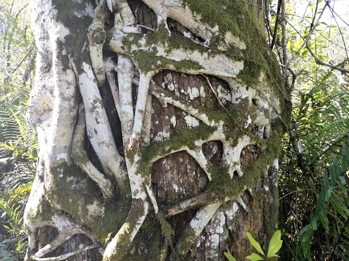 Mother Nature's ultimate clingy relationship—this strangler fig slowly embraces its host tree in a centuries-long hug that's both beautiful and slightly terrifying.
