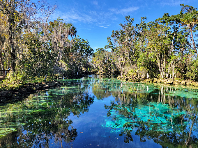 Three Sisters Springs looks like Mother Nature's swimming pool, with water so clear you can count the scales on fish swimming twenty feet below.
