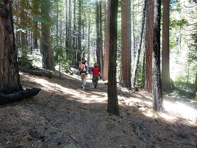 Forest bathing before it was trendy. Dappled sunlight filters through towering pines, creating nature's own mood lighting on this serene woodland trail.