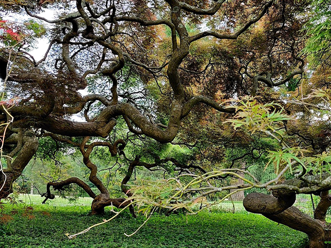 Mother Nature showing off her artistic side. This twisted masterpiece has more character than most Hollywood scripts these days.